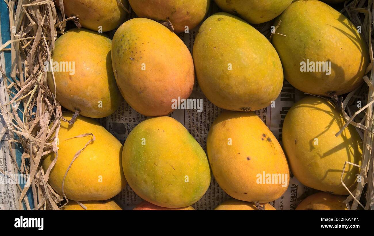 Alphonso mango or Haapus aamba fruit stocked mango fruits for ...