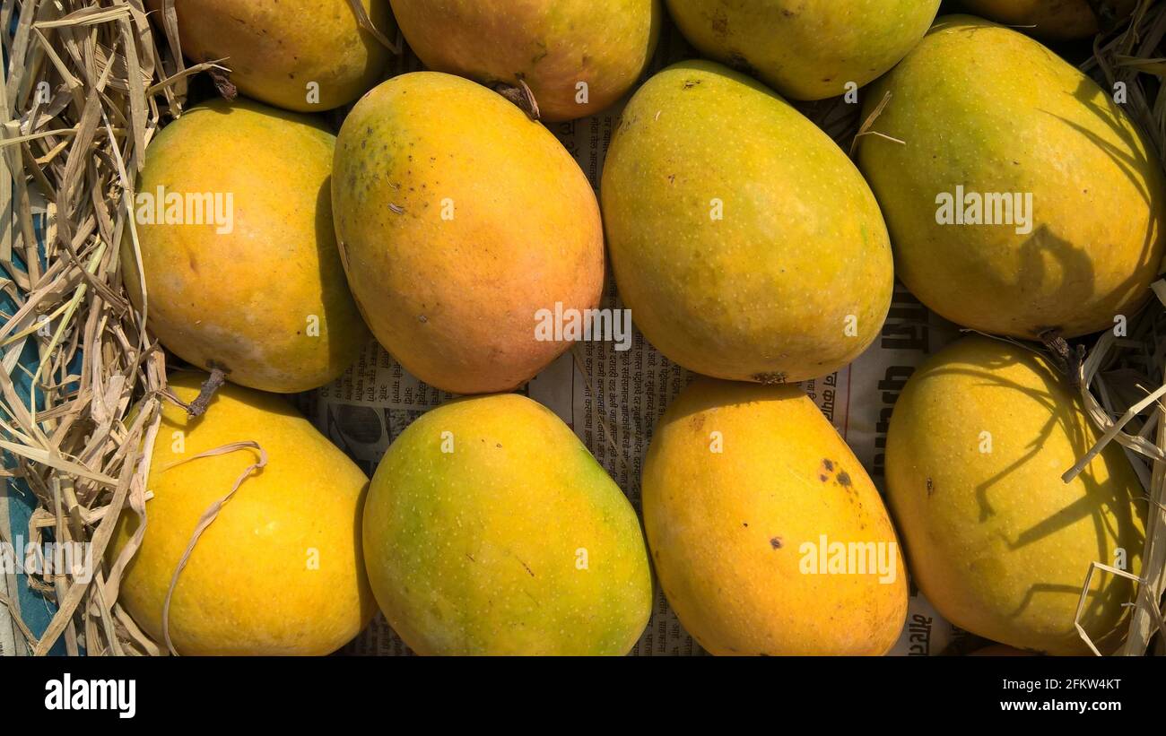 Alphonso mango or Haapus aamba fruit stocked mango fruits for ...