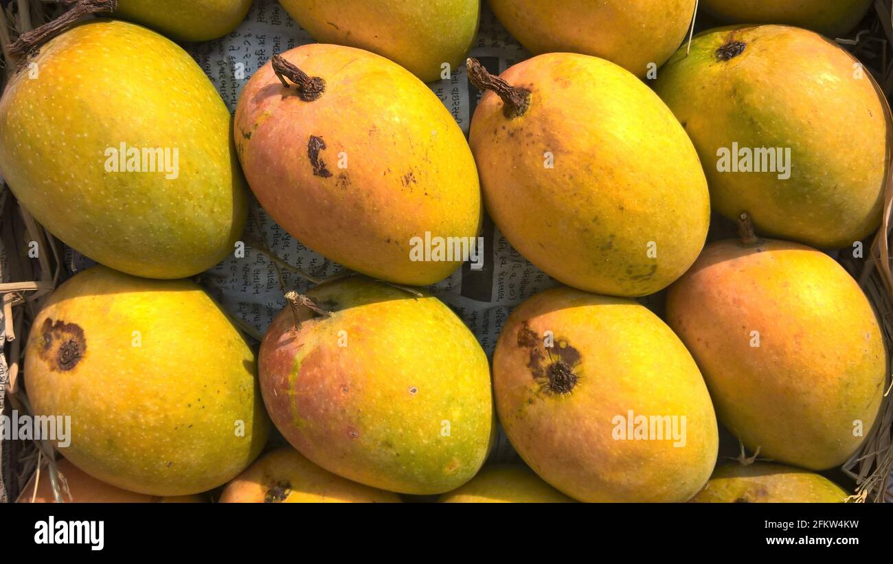 Alphonso mango or Haapus aamba fruit stocked mango fruits for ...