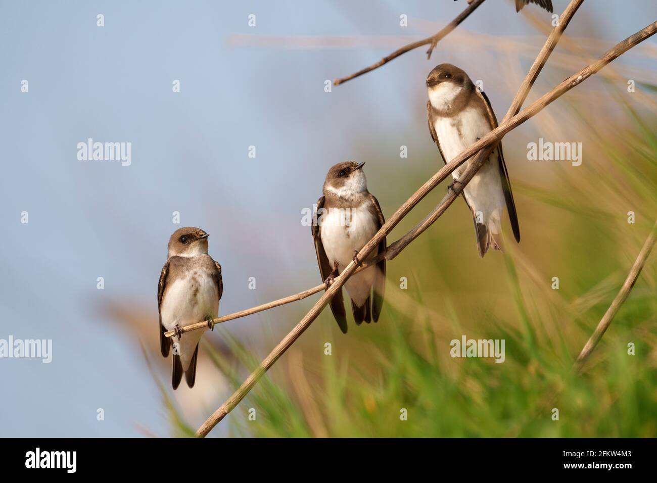 Sand martin, Riparia riparia, three birds on branch, Worcestershire ...