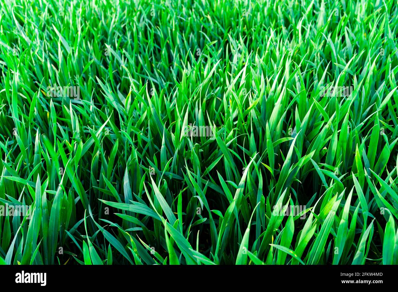 Vegetable field in month of May close-up Stock Photo - Alamy