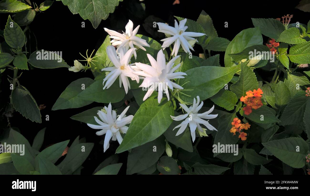 Jasminum multiflorum known as star jasmine flowers and plants Stock ...