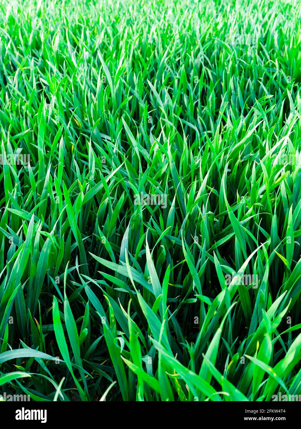 Vegetable scenery hi-res stock photography and images - Alamy