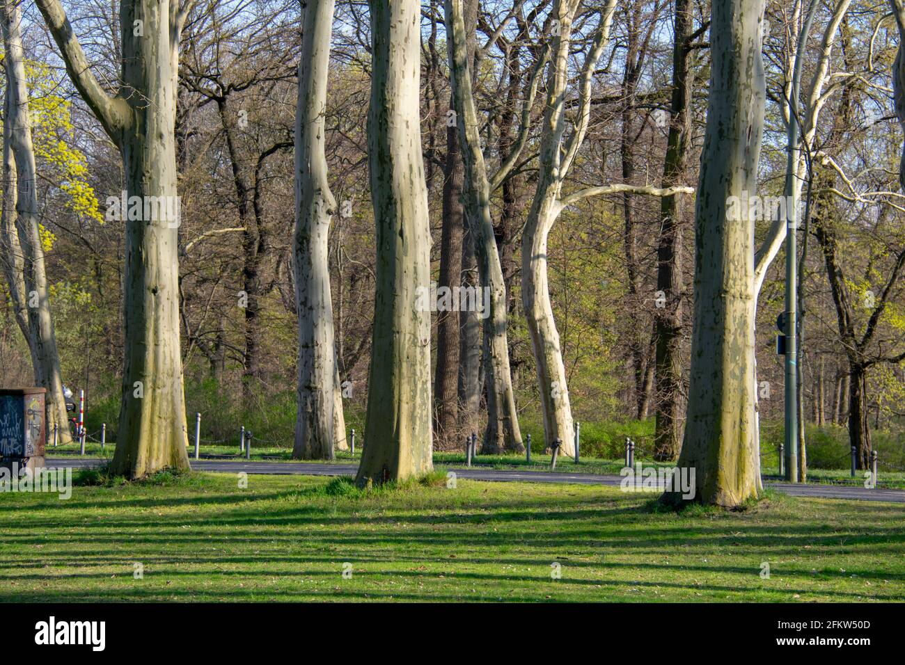 Poplars lined up in scene at Treptower park in Friedrichschain Berlin ...