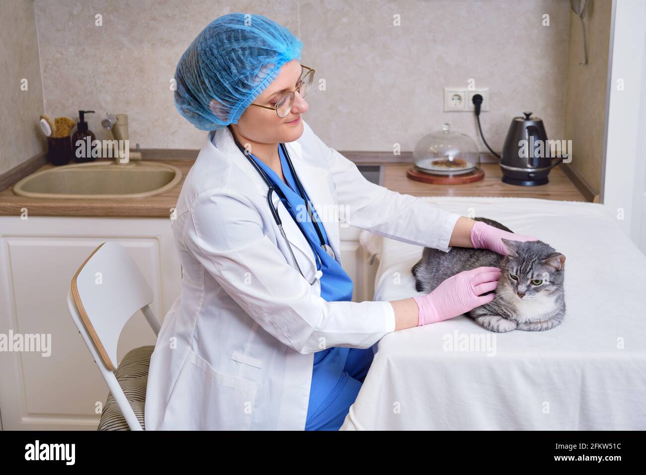 Inspection of the cat fur by a veterinarian called at home Stock Photo ...