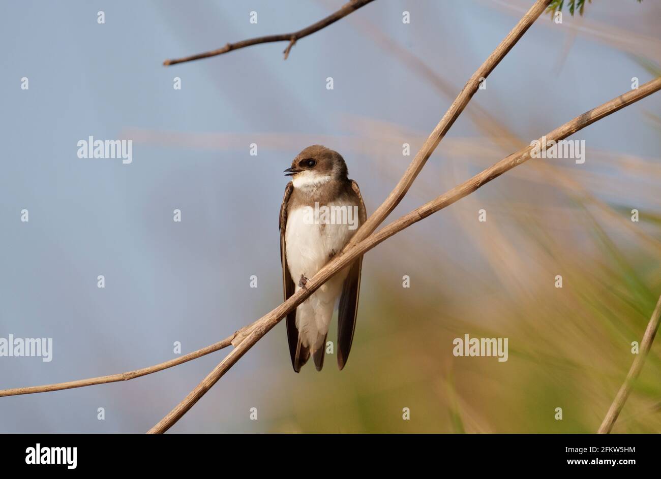 Sand martin, Riparia riparia, single bird on branch, Worcestershire ...