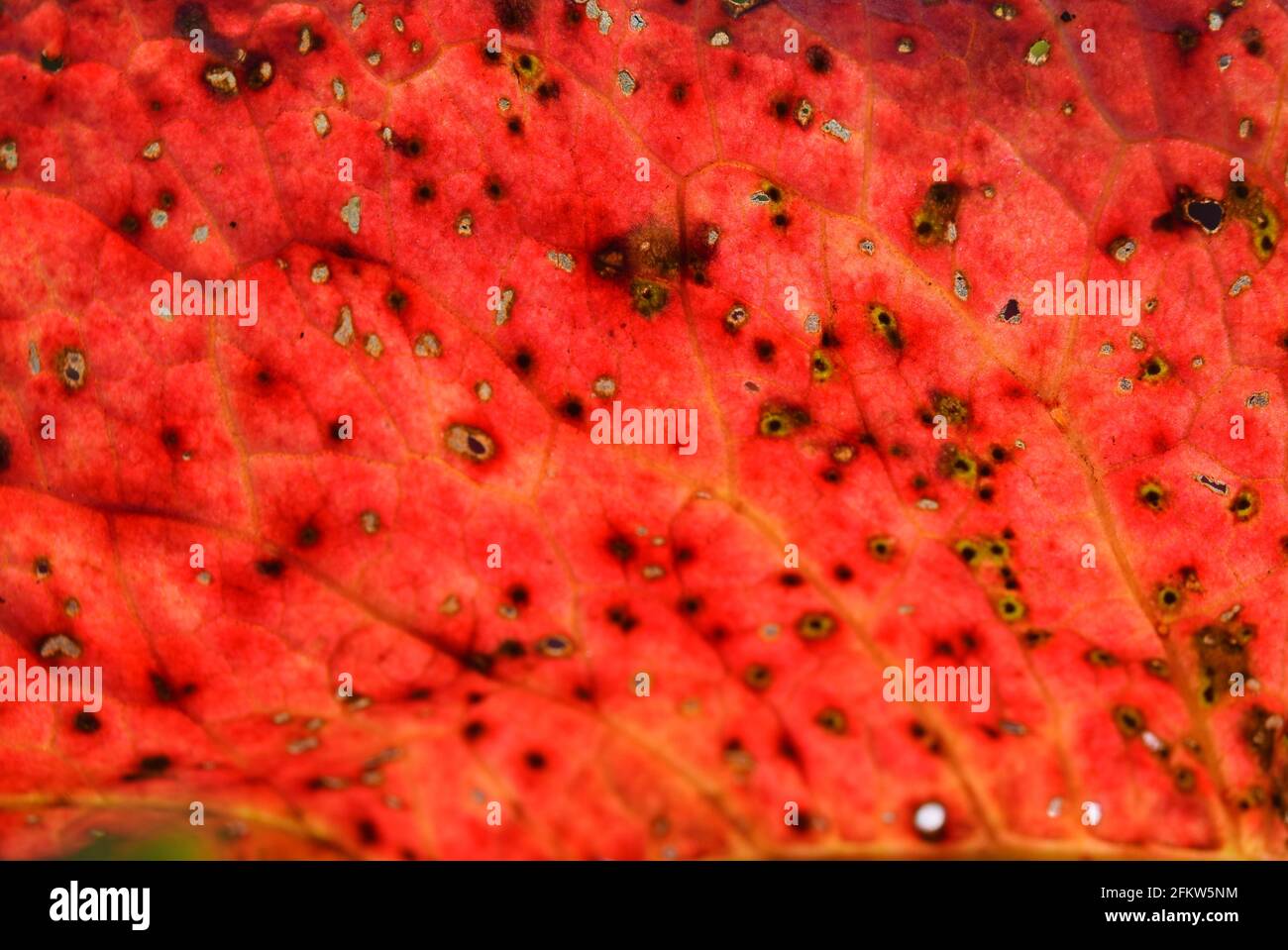 Red Leaf Texture Stock Photo - Alamy