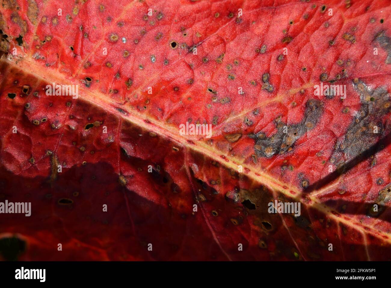 Red Leaf with Vein #2 Stock Photo - Alamy