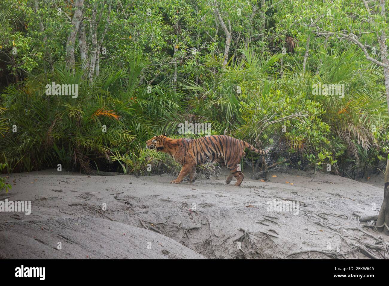 Young male dominant Bengal Tiger shaking water off its body after ...