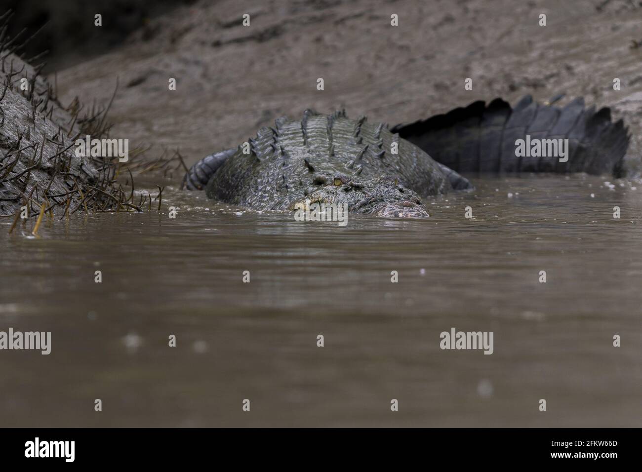 Salt water crocodile inside a very shallow canal of Sundarban National ...