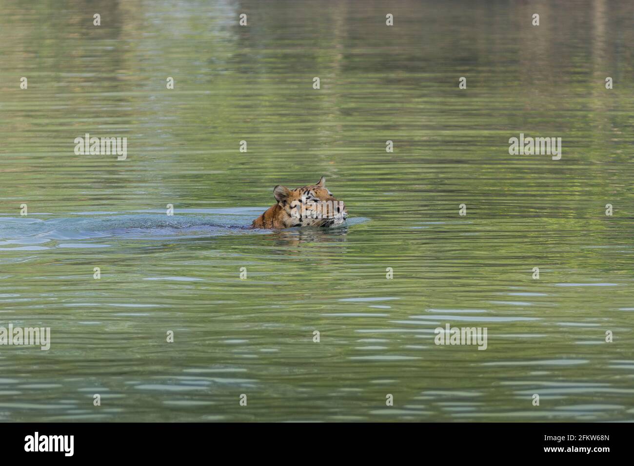 Bengal tiger swimming in the tidal waters of Sundarban Tiger Reserve in ...