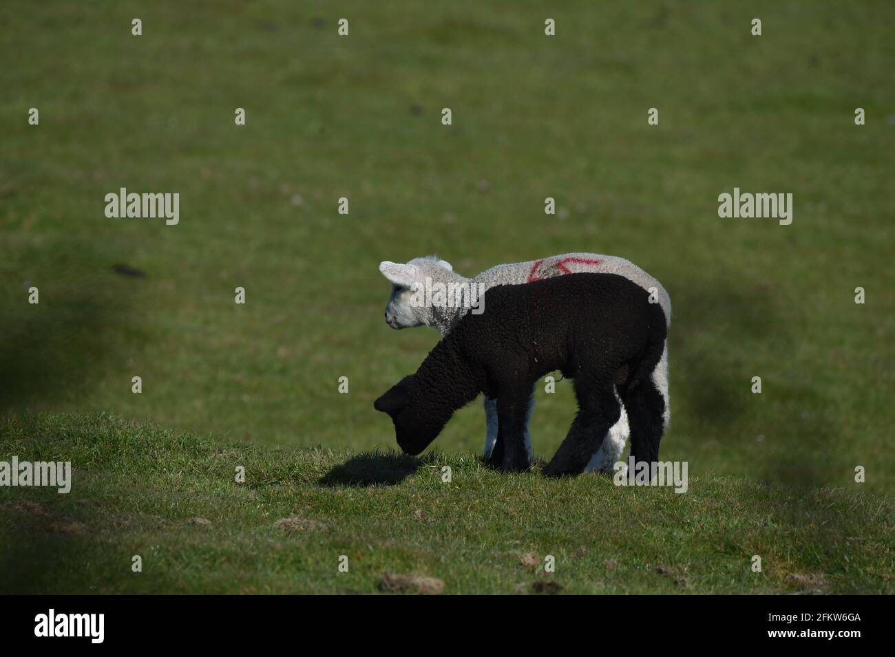 Farm animal in field Stock Photo - Alamy