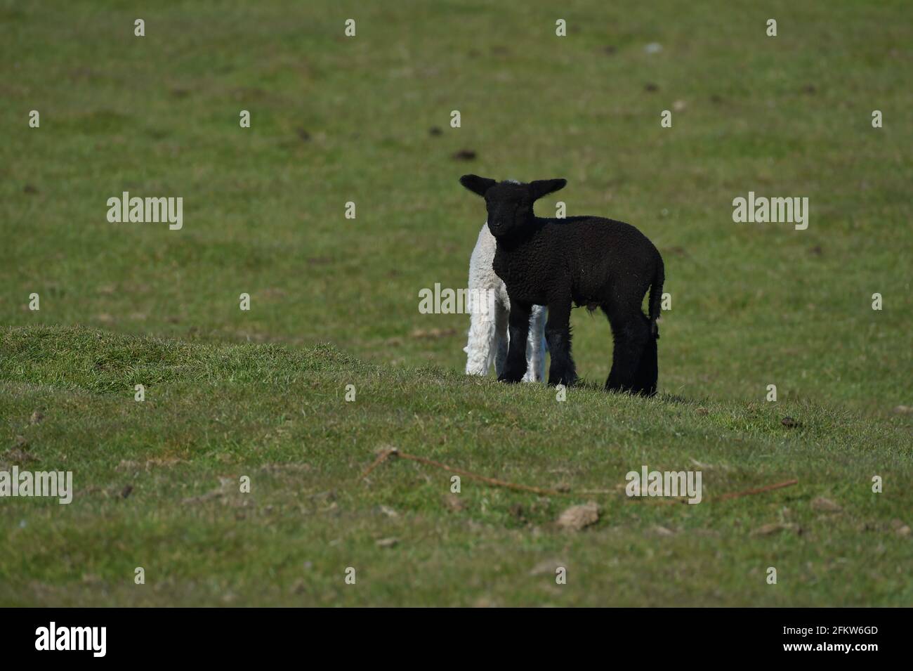 Farm animal in field Stock Photo - Alamy