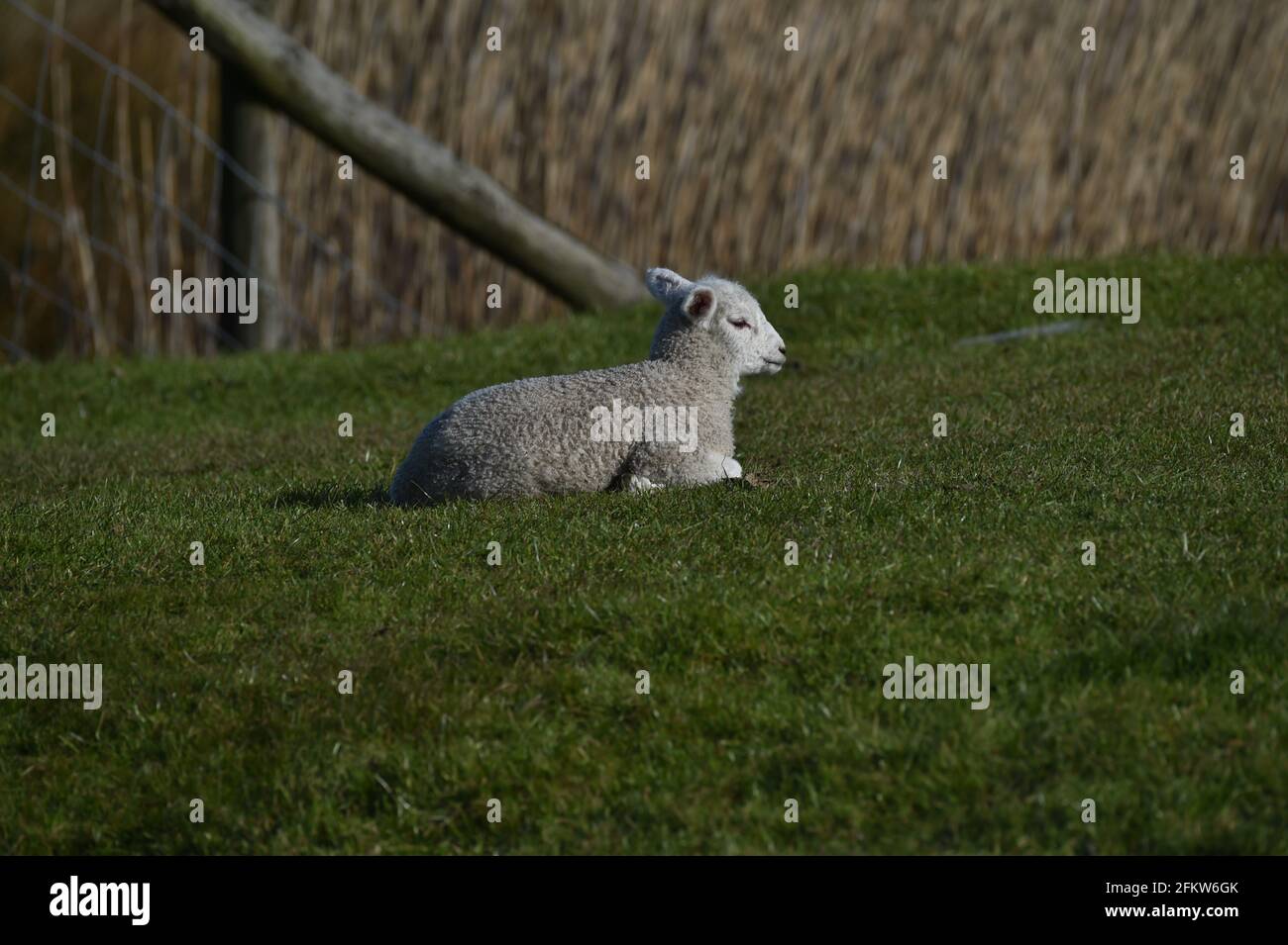 Farm animal in field Stock Photo - Alamy