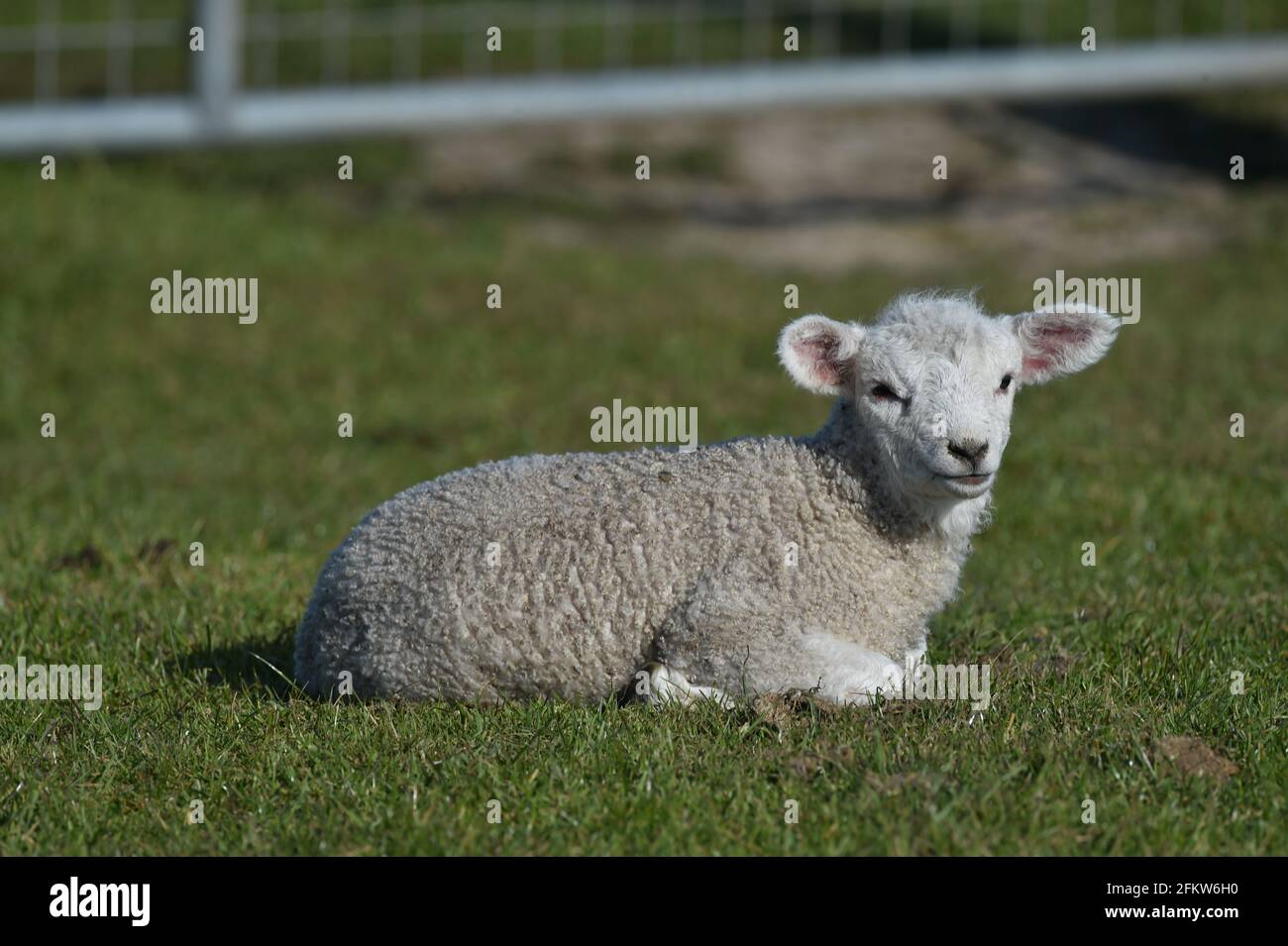 Farm animal in field Stock Photo - Alamy