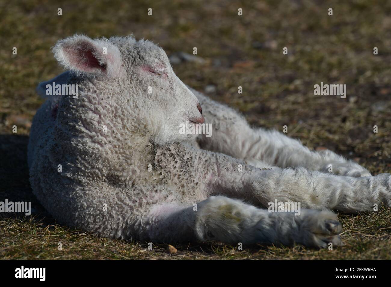 Farm animal in field Stock Photo - Alamy