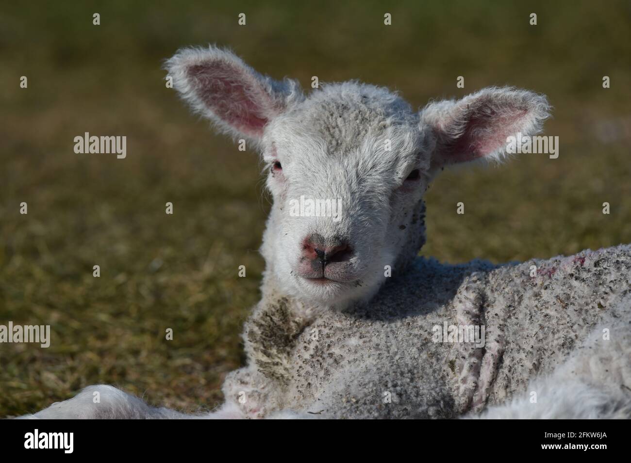 Farm animal in field Stock Photo - Alamy