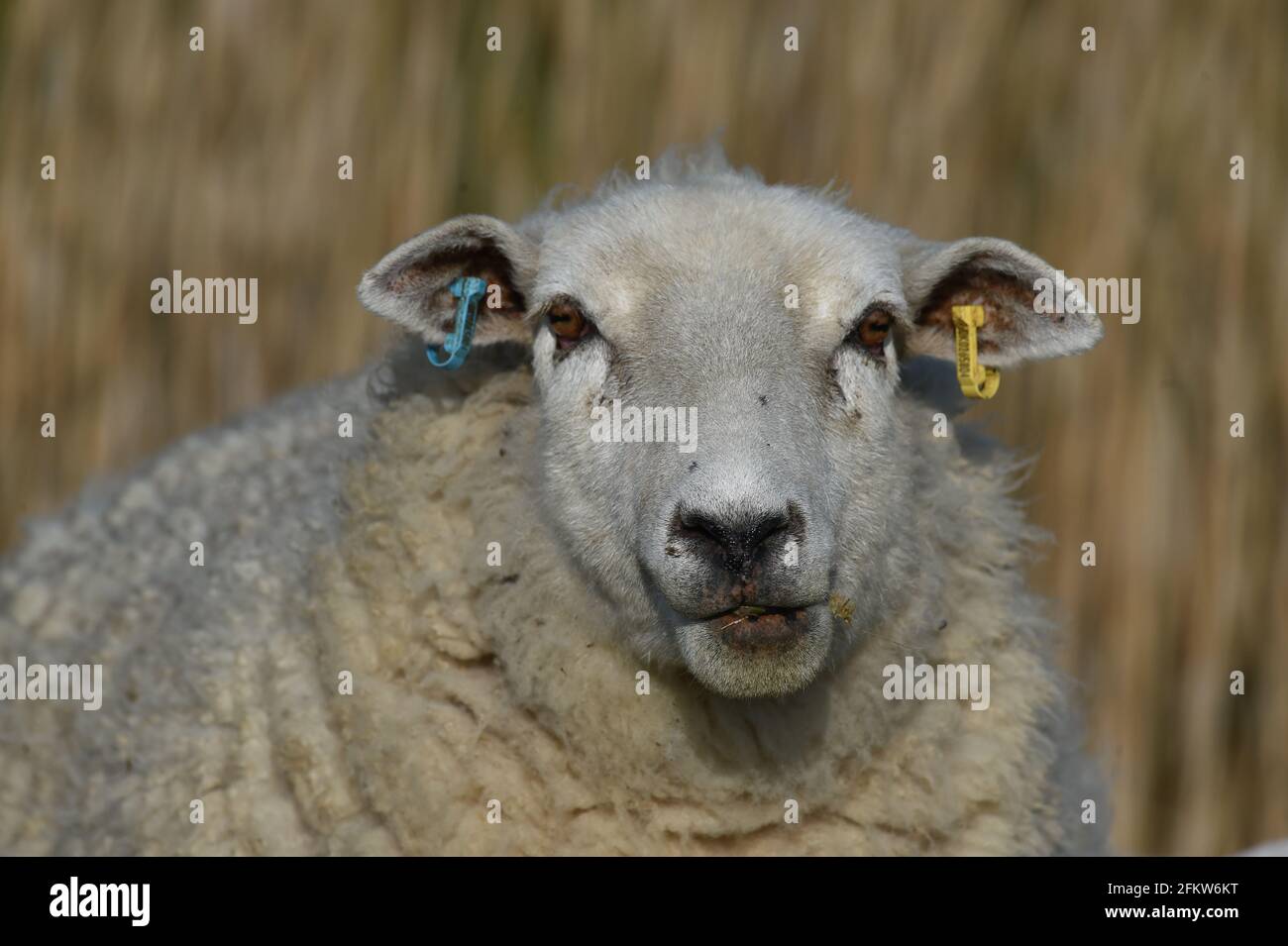 Farm animal in field Stock Photo - Alamy