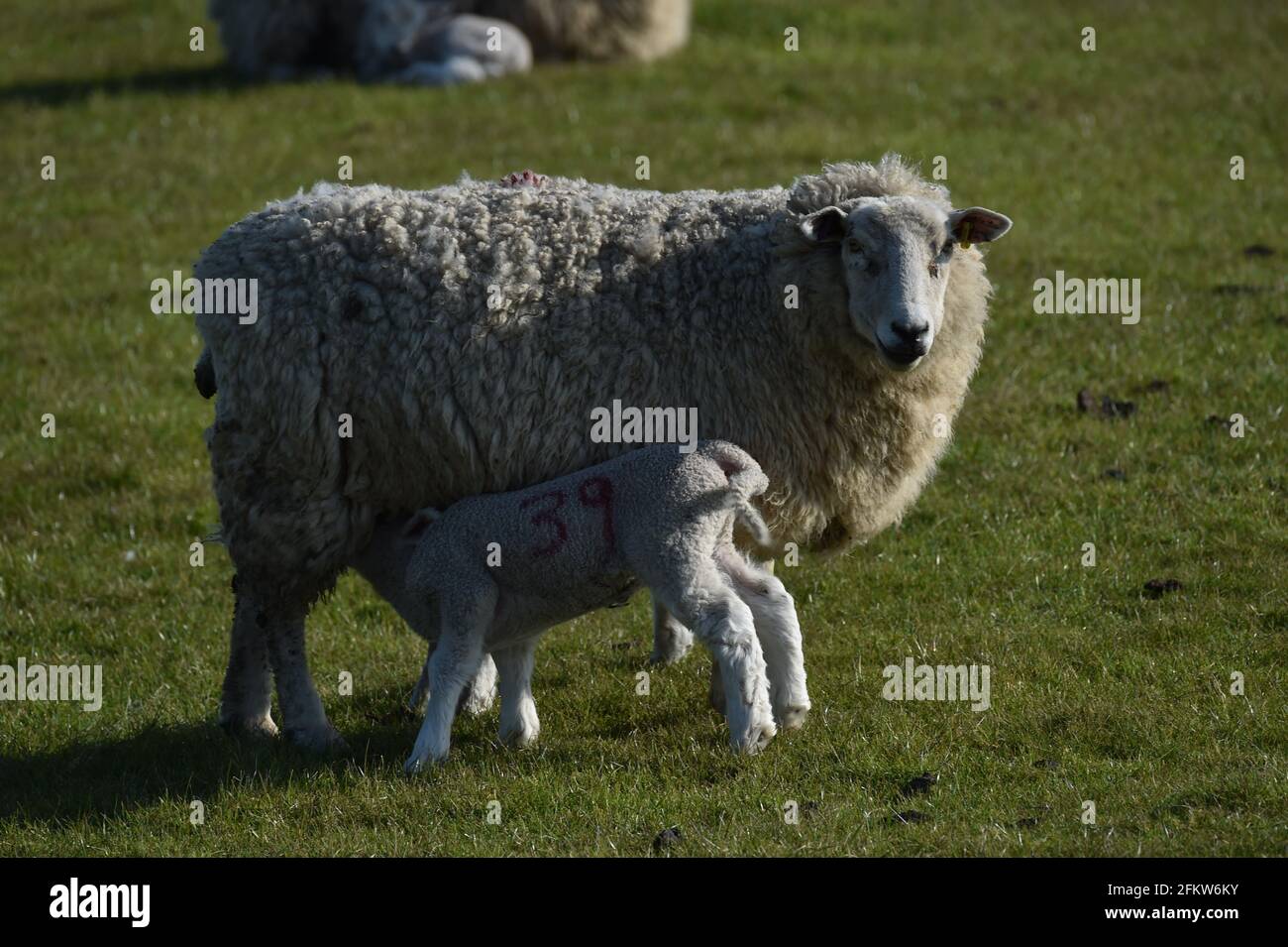 Farm animal in field Stock Photo - Alamy