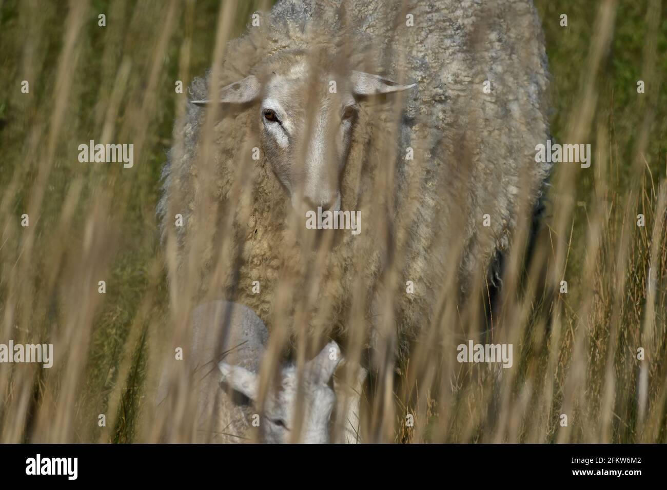 Farm animal in field Stock Photo - Alamy