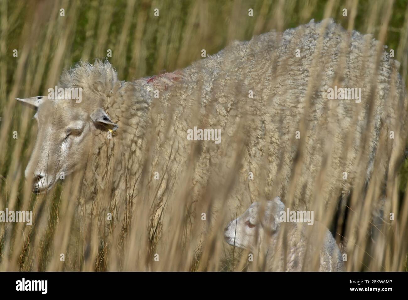 Farm animal in field Stock Photo - Alamy