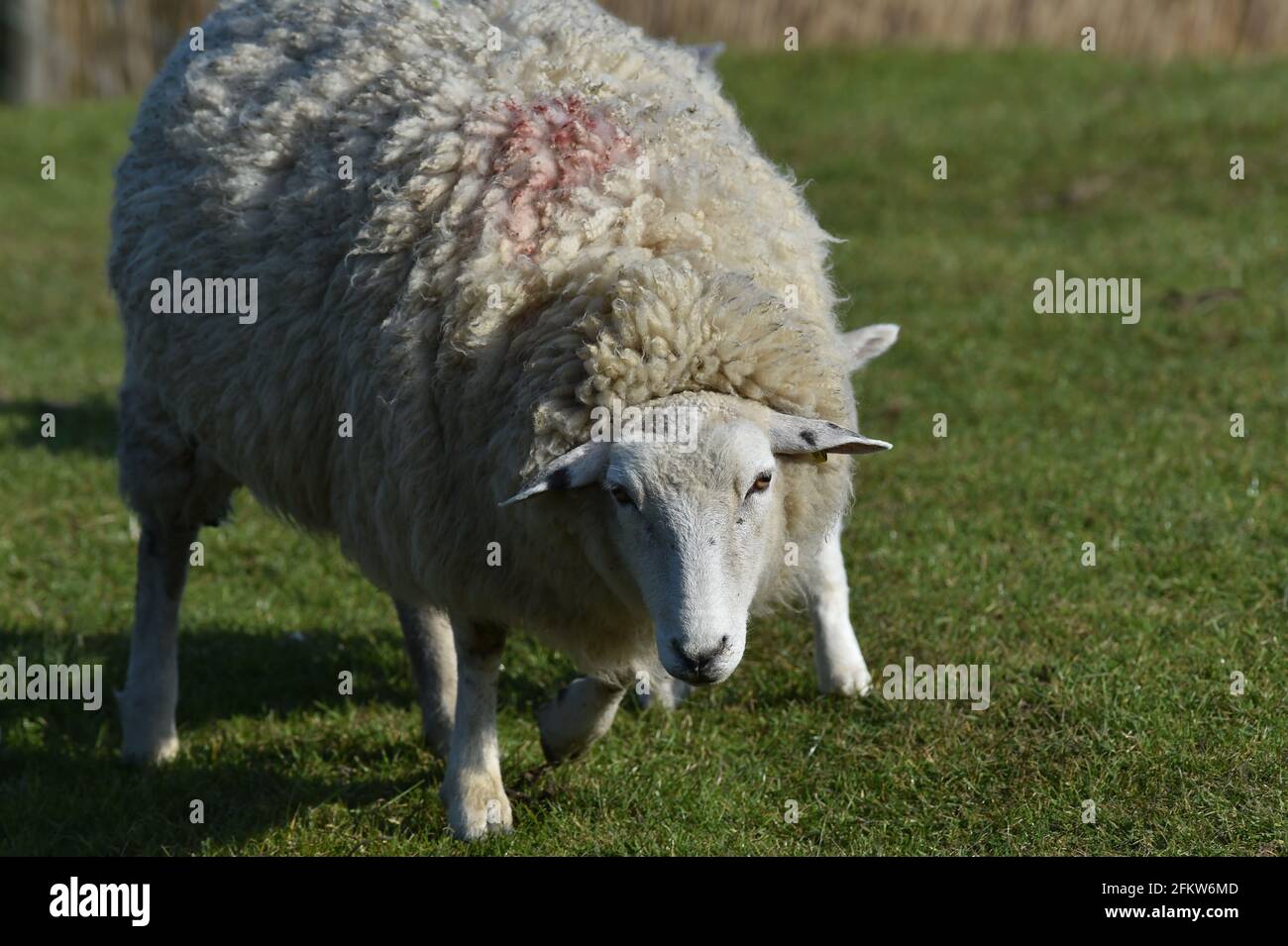 Farm animal in field Stock Photo - Alamy