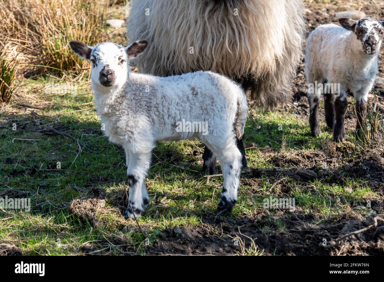 Irish ram with small lamb in County Donegal - Ireland Stock Photo - Alamy