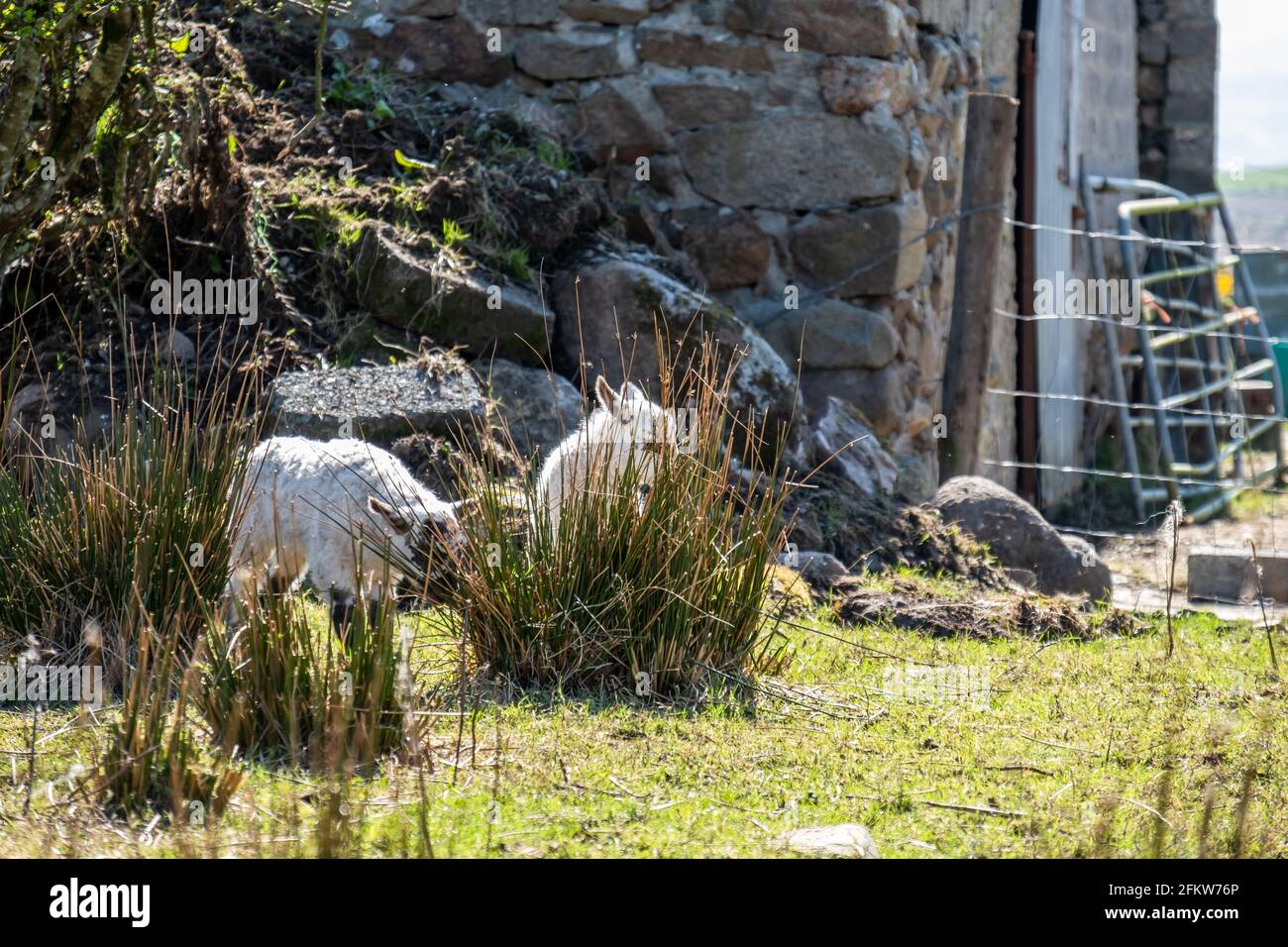 Irish ram with small lamb in County Donegal - Ireland Stock Photo - Alamy