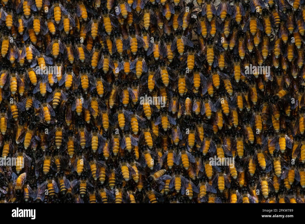 Hundreds of bees hi-res stock photography and images - Alamy