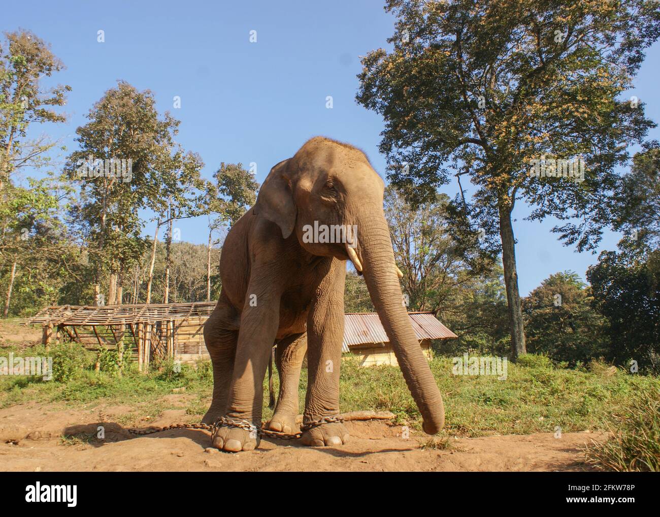 Elephant in chain Stock Photo - Alamy