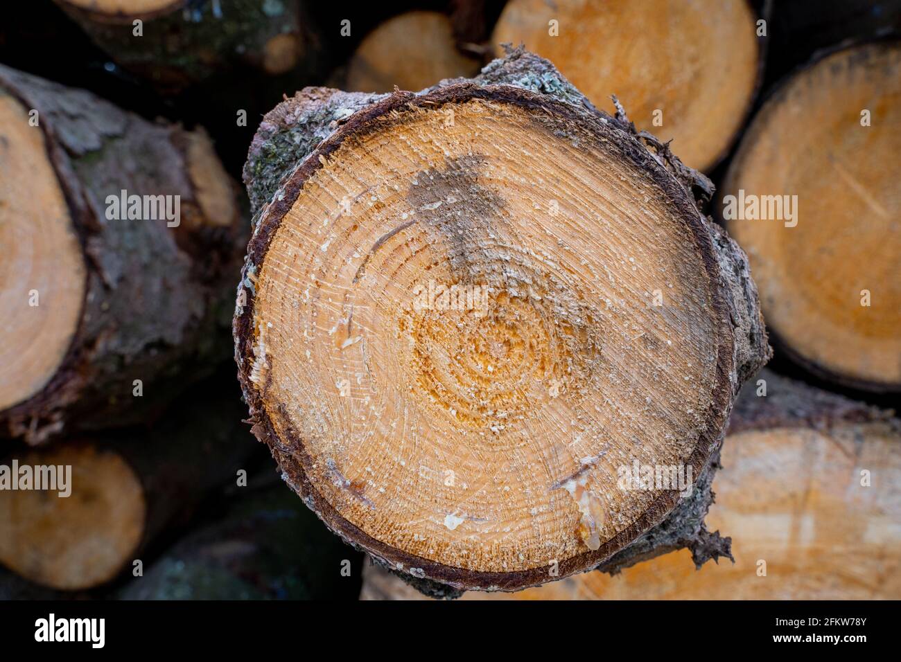 Slice texture hi-res stock photography and images - Alamy