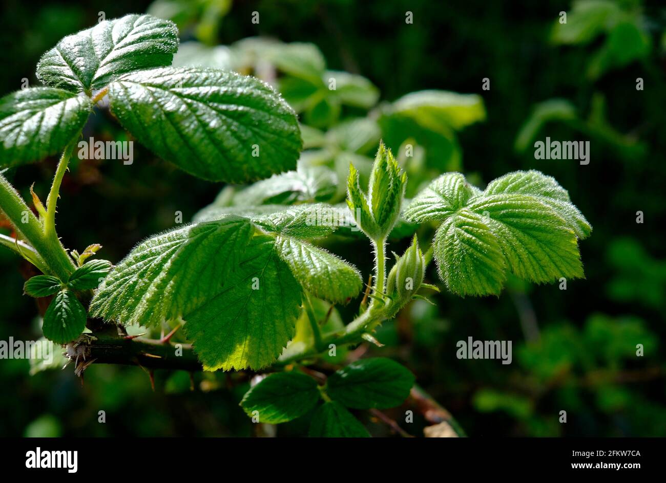 bright green spring leaves on common bramble bush, norfolk, england ...