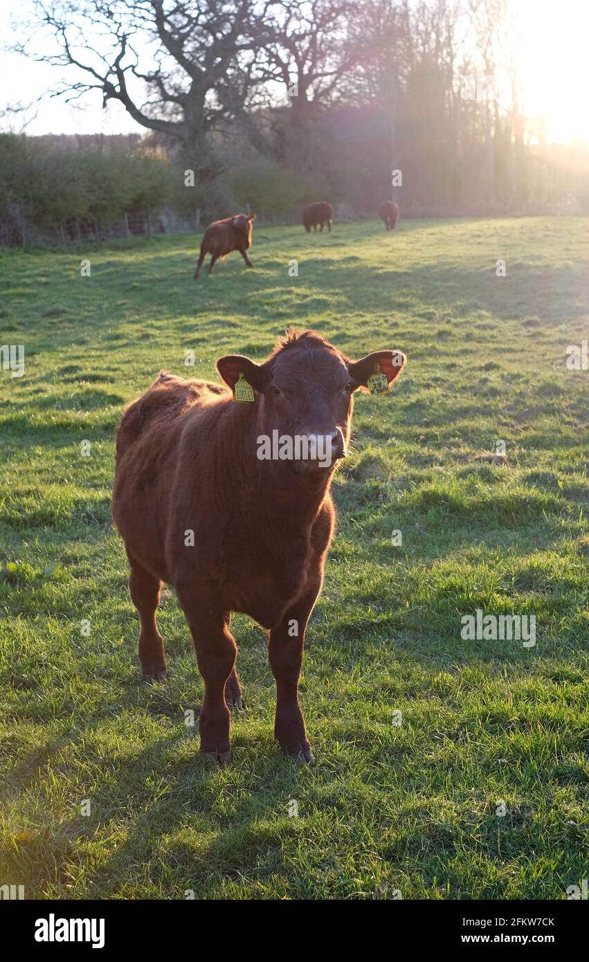 Young beef cattle hi-res stock photography and images - Alamy