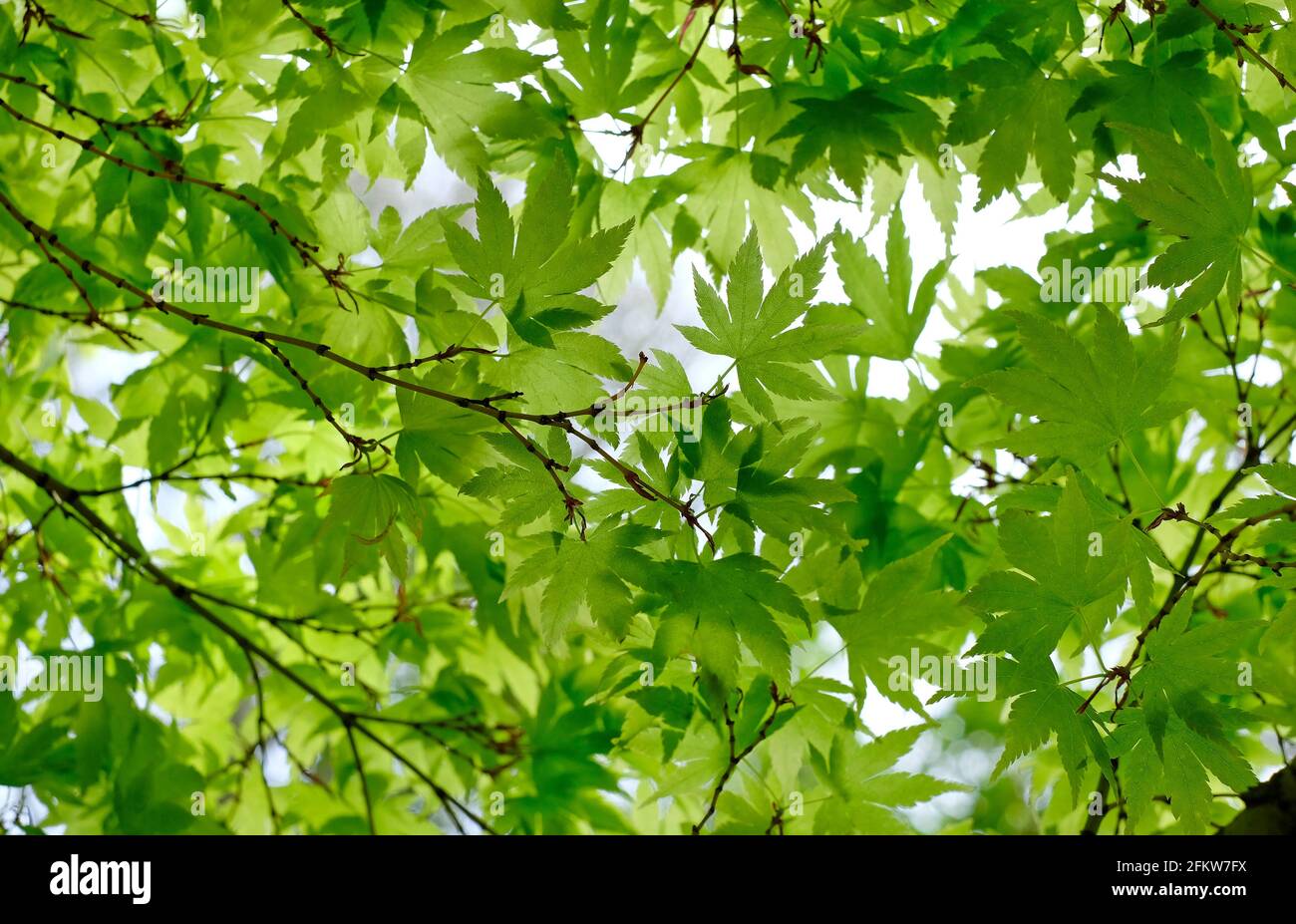 bright green spring leaves on maple tree, norfolk, england Stock Photo ...