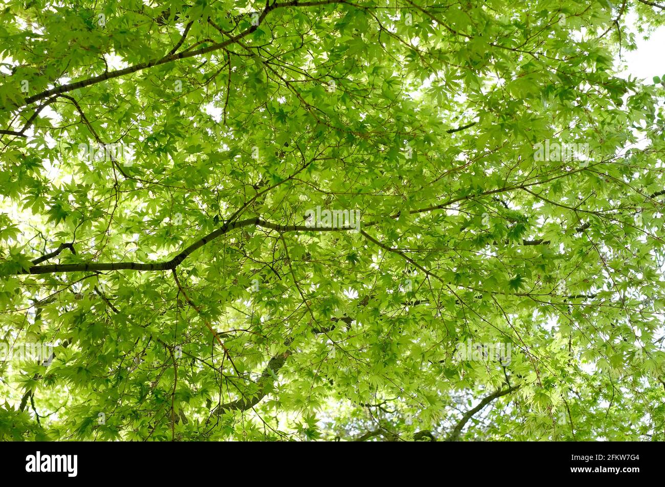 Maple branches leaves bright hi-res stock photography and images - Alamy
