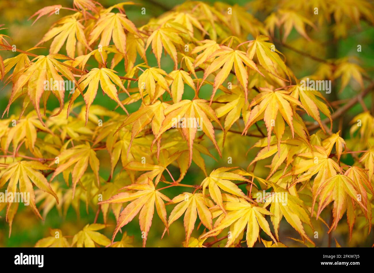 English maple tree hi-res stock photography and images - Alamy