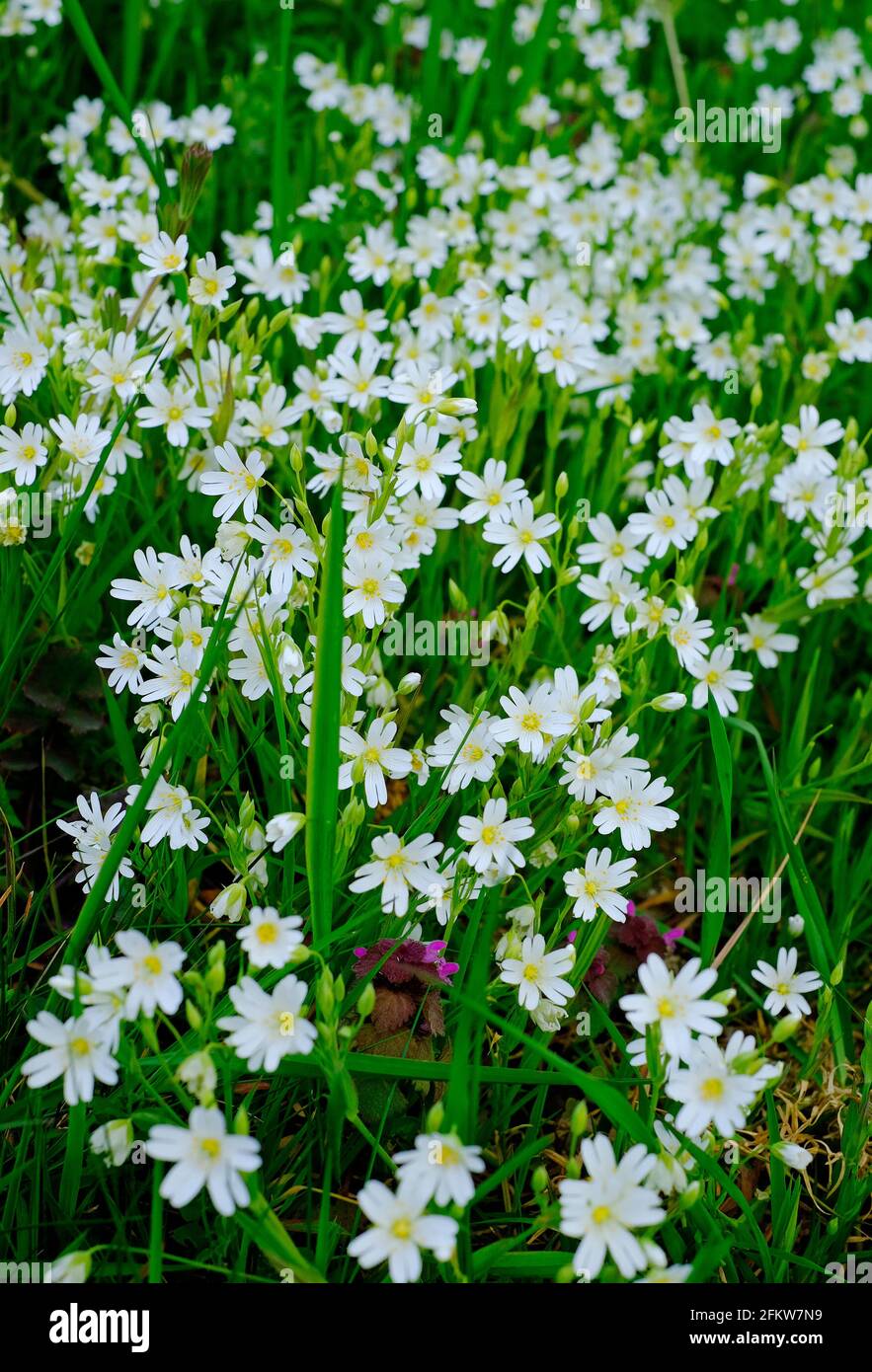 flowering greater stitchwort flowers, stellaria holostea, norfolk ...