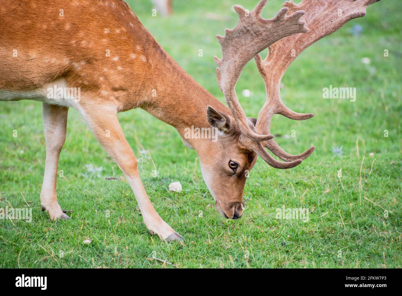Male deers hi-res stock photography and images - Alamy