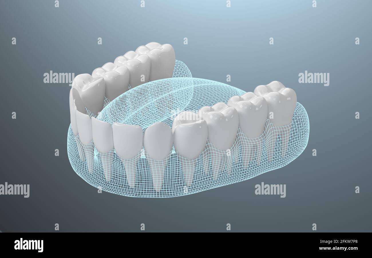 Dentition anatomy drawing hi-res stock photography and images - Alamy