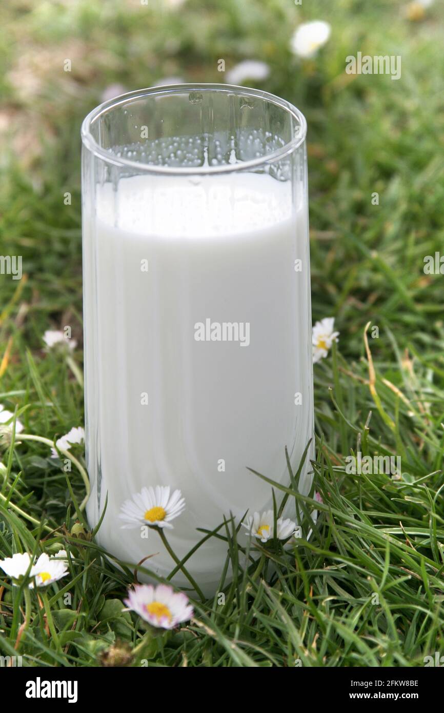 A glass of fresh milk among the daisies Stock Photo - Alamy