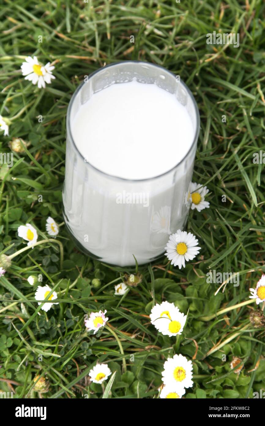 A glass of fresh milk among the daisies Stock Photo - Alamy