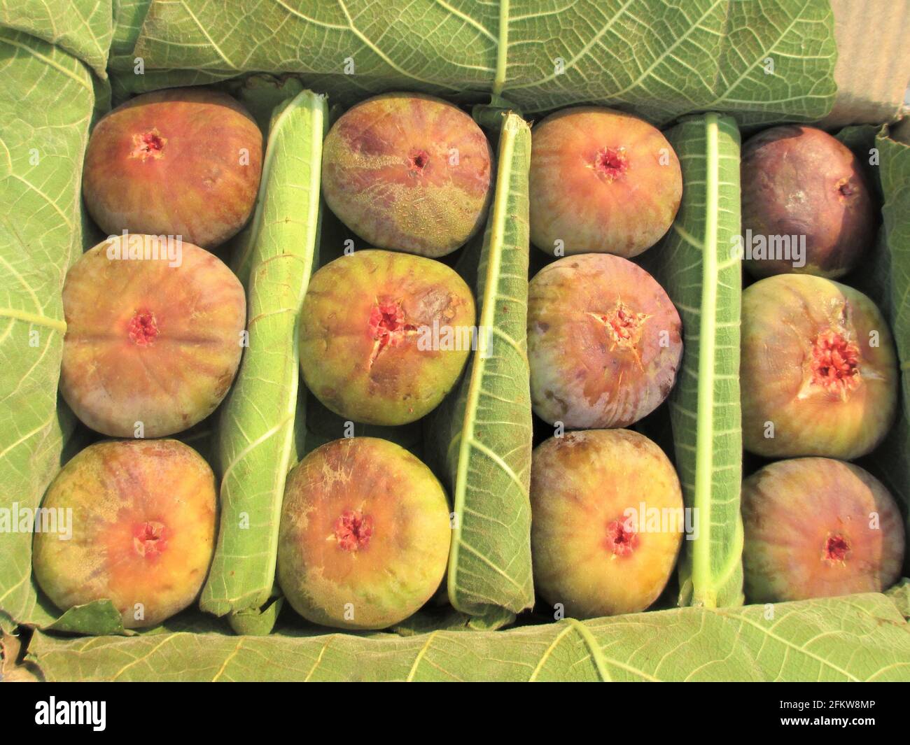Ficus carica also known as the common fig or Anjeer fruit Stock Photo ...