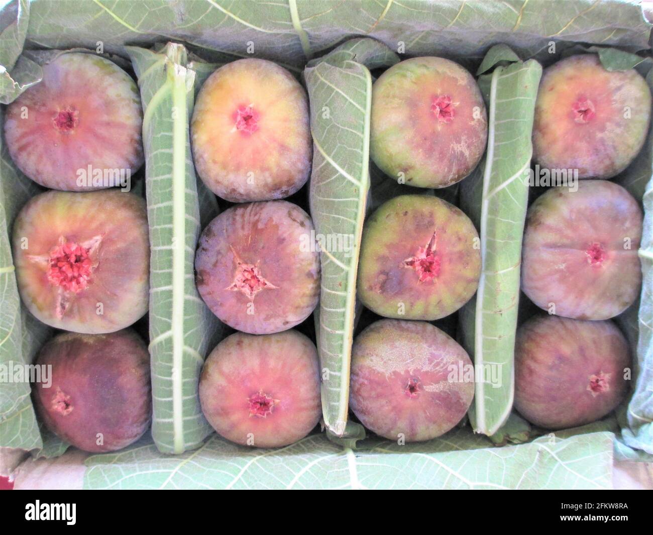 Ficus carica also known as the common fig or Anjeer fruit Stock Photo ...
