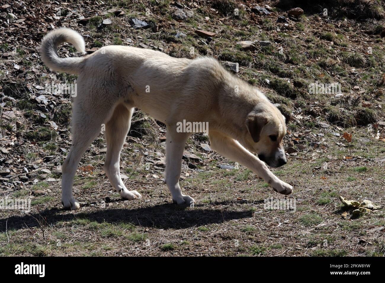 Anatolian dog sheep hi-res stock photography and images - Alamy