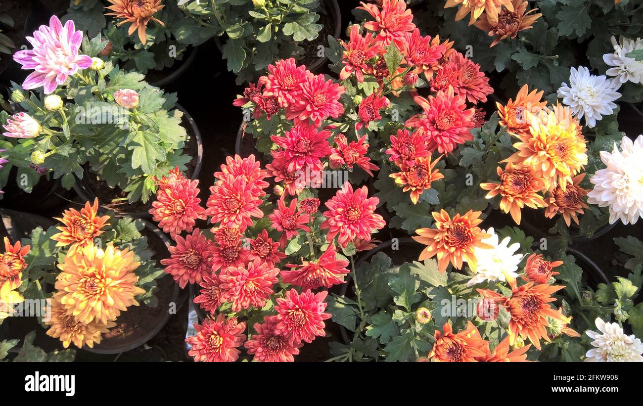 Scenic view of colorful flowers and plants for multipurpose use Stock ...