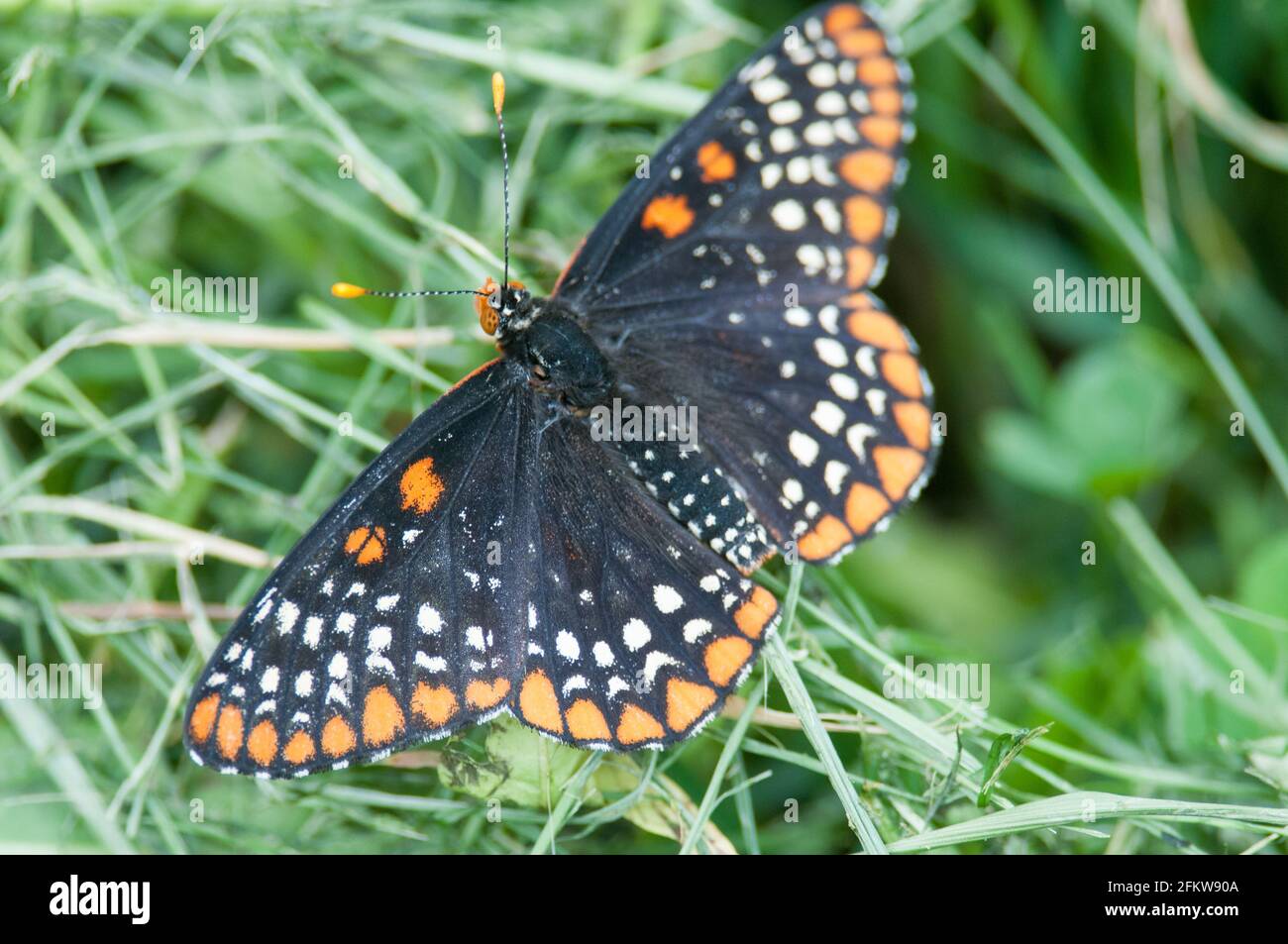 Baltimore Checkerspot in grass Stock Photo - Alamy