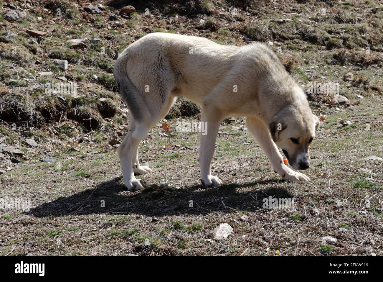 Purebred Anatolian Shepherd Dog Turkey Stock Photo - Alamy