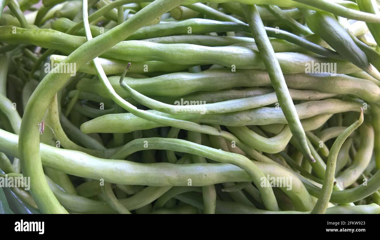 radish pods also known as moongra vegetable Stock Photo - Alamy