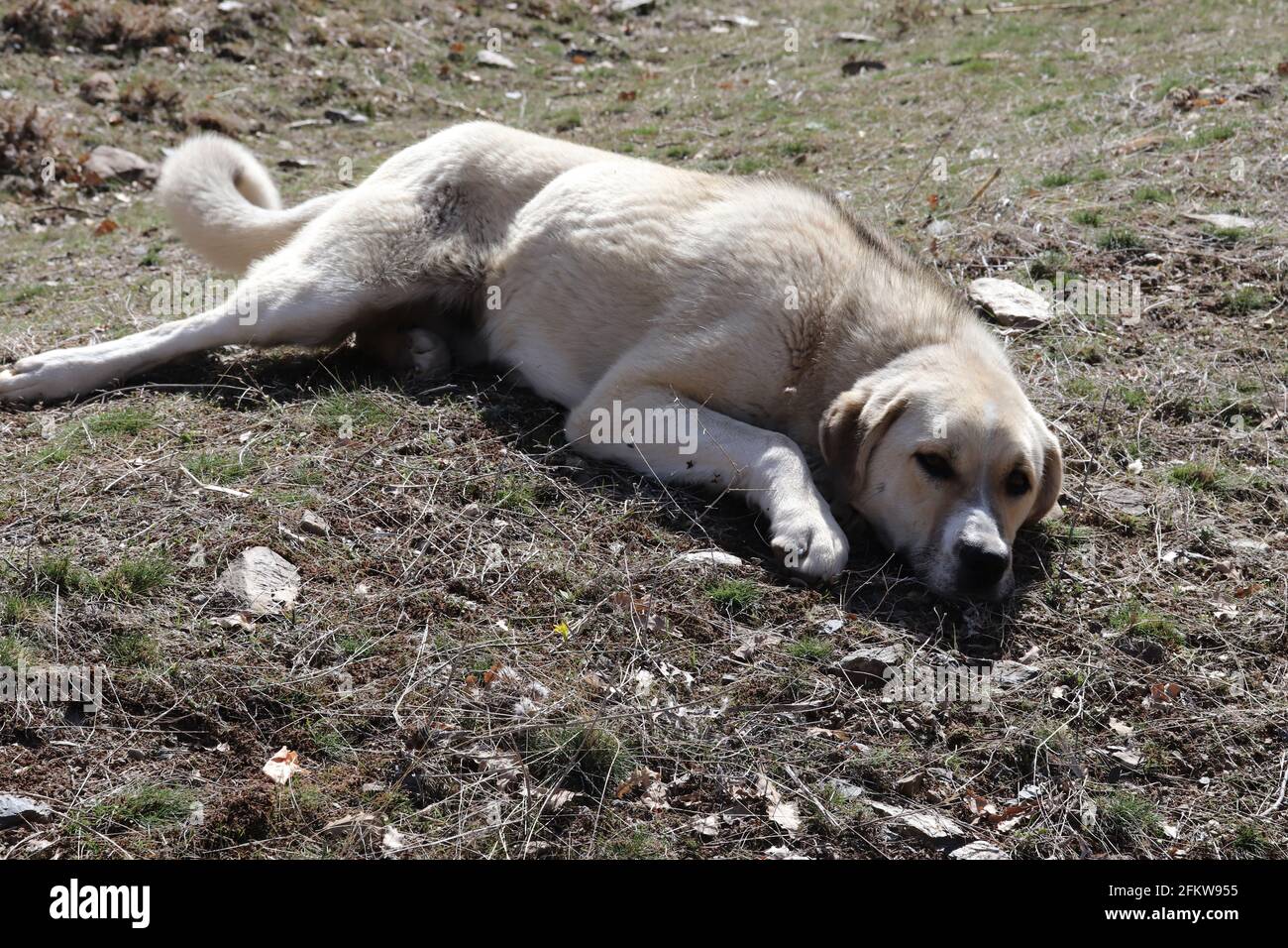 Anatolian shepherd sheepdog hi-res stock photography and images - Alamy