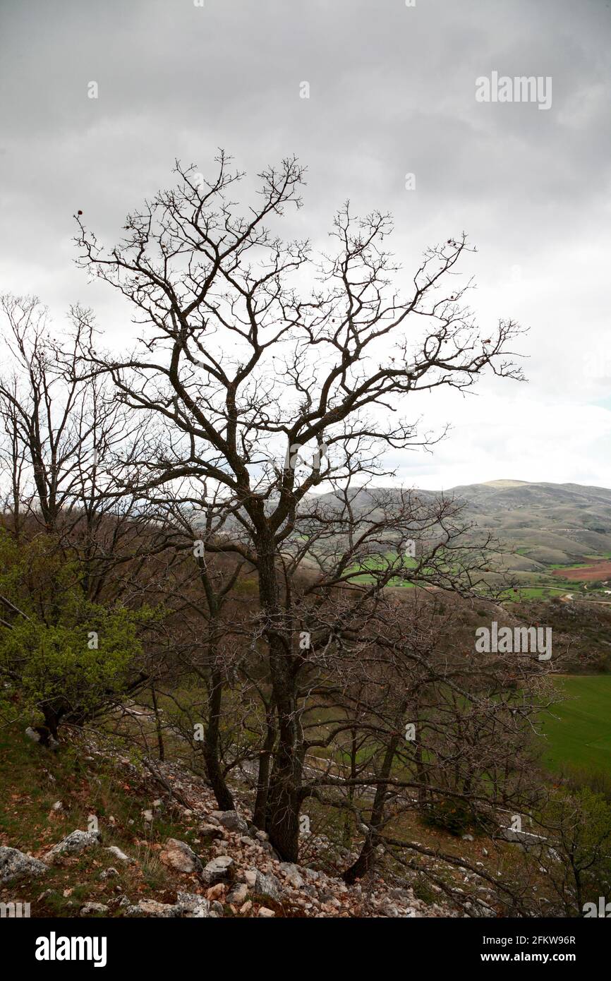 Scrubby tree hi-res stock photography and images - Alamy